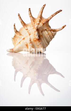 bright sea shell Stock Photo - Alamy