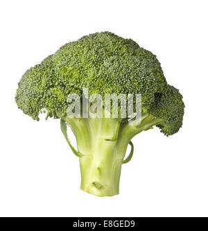 a broccoli stalk on a white background Stock Photo - Alamy