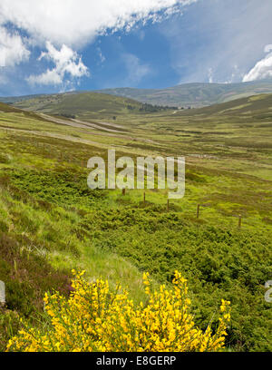 Spectacular spring landscape of Scottish highlands with heather ...