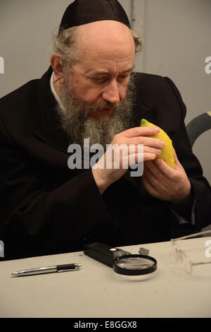 A Rabbi checks the citrus for any blemishes. The Jewish holiday of ...