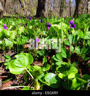 Close up of purple wild violets ground cover with weeds Stock Photo - Alamy