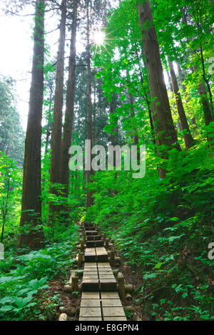 Japanese Cedar Tree Forest, Noshiro, Akita, Japan Stock Photo - Alamy