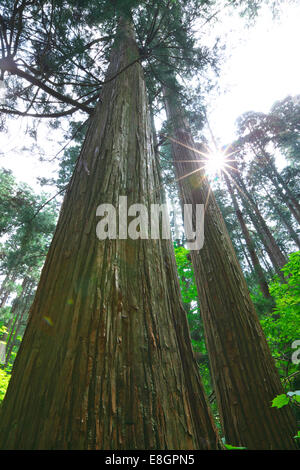 Japanese Cedar Tree Forest, Noshiro, Akita, Japan Stock Photo - Alamy
