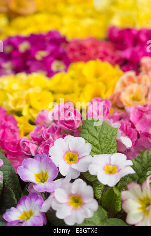 Garden Primrose (Primula juliana) close-up, Kew Gardens, southwest ...
