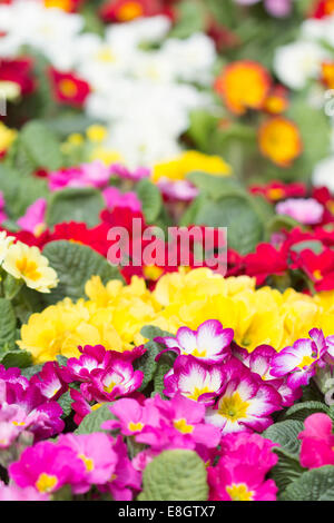 Garden Primrose (Primula juliana) close-up, Kew Gardens, southwest ...