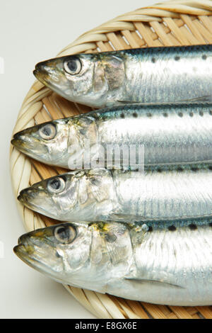 raw fish head of a pilchard Stock Photo - Alamy