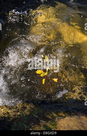 Autumn on the shore of Lake Huron, a beautiful autumn landscape Stock ...