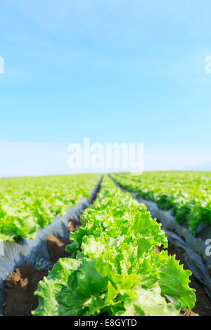 Surface level of lettuce field Stock Photo - Alamy