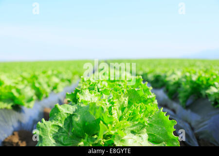 Surface level of lettuce field Stock Photo - Alamy