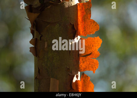 Interesting flaking peeling layers of colorful bark of paperbark Maple ...