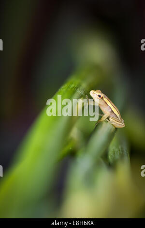 Yellow-striped reed frog (Hyperolius semidiscus Stock Photo - Alamy