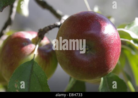 Closeup of two shiny red apples with stems on a white textured surface ...