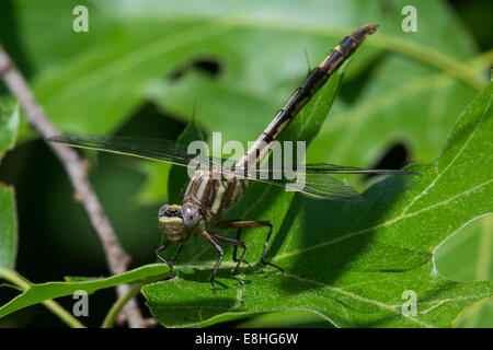 Dusky Clubtail (Gomphus spicatus) on a log by a pond in Ottawa, Ontario ...