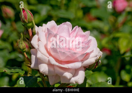 Rose Our Beth Stock Photo - Alamy