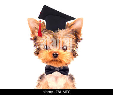 graduated dog isolated on a white background Stock Photo - Alamy