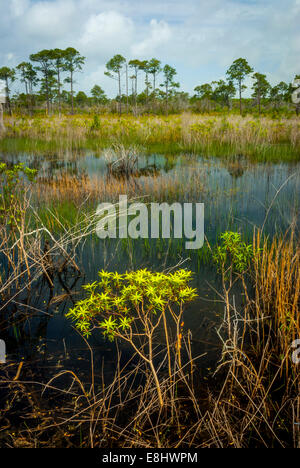 Boardwalk view; freshwater wetland, along Centennial Trail in Bon ...