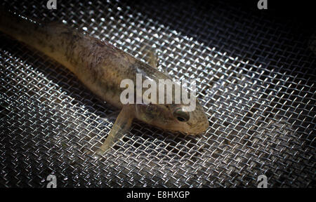 New Zealand fish species: Cockabully; estuarine triplefin or the ...