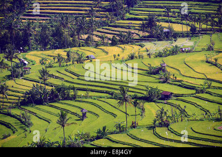 Rice paddies and rice terraces, Munduk, Central Bali, Bali, Indonesia ...