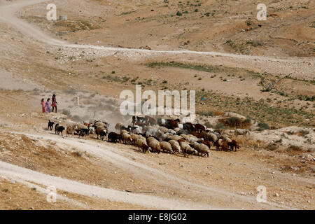Israel, Negev Desert, Bedouin Shepherd with herd of sheep waters his ...