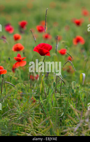 Beautiful English poppy field Stock Photo - Alamy