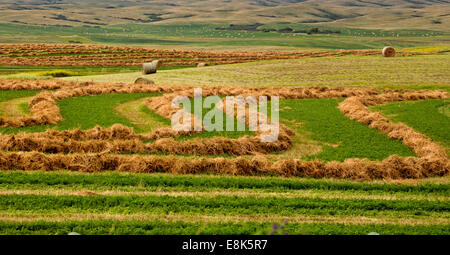 Farming Saskatchewan bales and baler in field swathe Stock Photo - Alamy