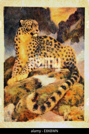 Illustration picture shows a snow leopard at the Pairi Daiza animal ...