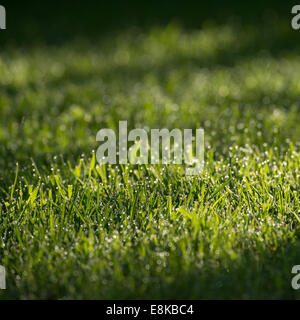 Early morning dew on blade of grass Stock Photo - Alamy