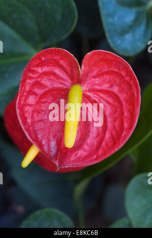 Anthurium Flower Plants with Red Flowers and Dark Green Leaves Stock ...