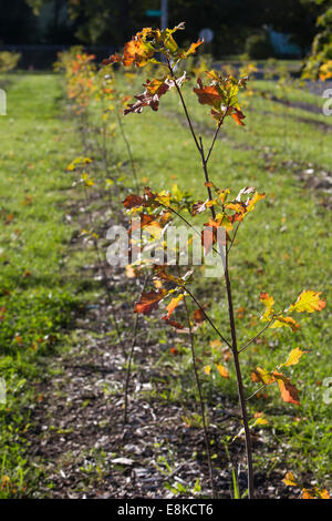 Detroit, Michigan - Newly-planted hardwood trees on Hantz Woodlands ...