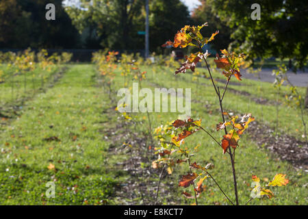 Detroit, Michigan - Newly-planted hardwood trees on Hantz Woodlands ...