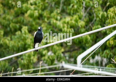 A female Australian Magpie (Cracticus tibicen dorsalis) on the ground ...