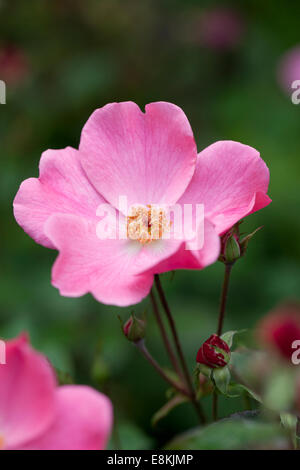 Rosa `Betty Prior` Stock Photo - Alamy