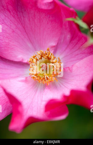 Rosa `Betty Prior` Stock Photo - Alamy