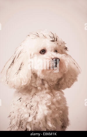 Portrait dirty poodle dog on a mod puddle.. Isolated on white ...