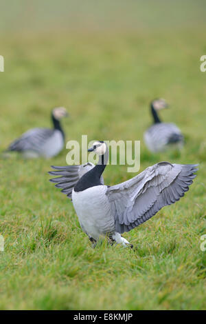 Three adult Barnacle Geese (Branta leucopsis) in flight over tundra ...