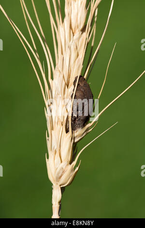 Ergot 'Claviceps purpurea Stock Photo - Alamy