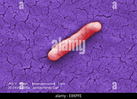 Salmonella typhimurium Bacteria, SEM Stock Photo - Alamy