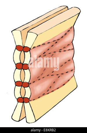 Cell junctions : tight junction (or occluding), adherens junction, gap ...