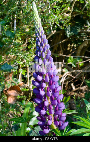 Lupinus mutabilis, commonly known as the Andean lupine, is a species of ...