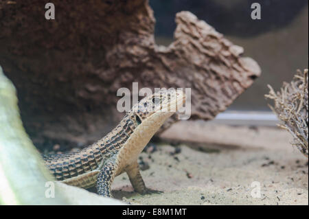 braune Schildechse, Sudan plated lizard,Gerrhosaurus major Stock Photo ...