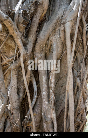 Strangler Fig Tree Kruger National Park South Africa Stock Photo - Alamy