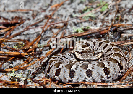 Eastern hognose snake spreading its hood. This defensive posture is ...