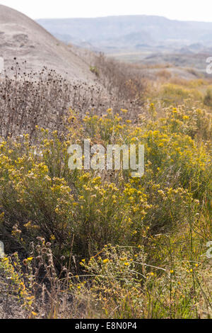 Green grasses in Badlands National Park, South Dakota, USA Stock Photo ...
