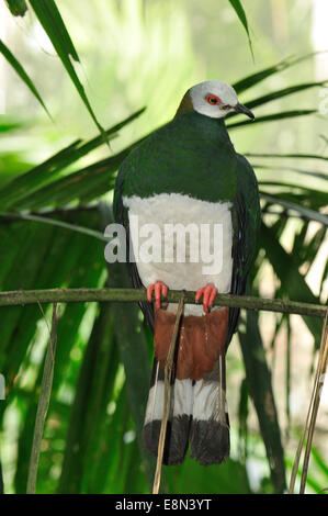 Purple-tailed imperial pigeon Ducula rufigaster, Columbidae, West Papua ...