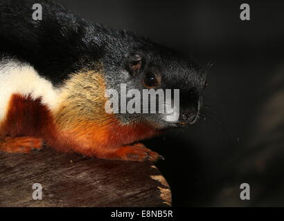 Prevost's squirrel (Callosciurus prevostii) a.k.a. Asian tri colored ...
