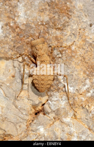 Mantis Eremiaphila brunneri Stock Photo - Alamy