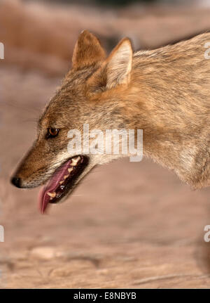 jackal side view face Stock Photo - Alamy