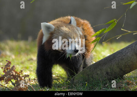 Red Panda chewing on bamboo leaves Stock Photo - Alamy