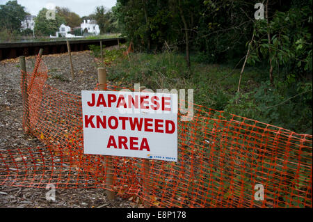 A sign warning of Japanese Knotweed invasion Stock Photo - Alamy