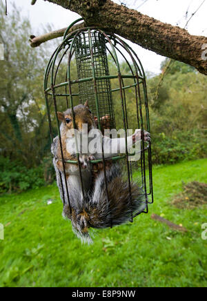 Grey Squirrel trapped inside a squirrel proof bird feeder UK September ...